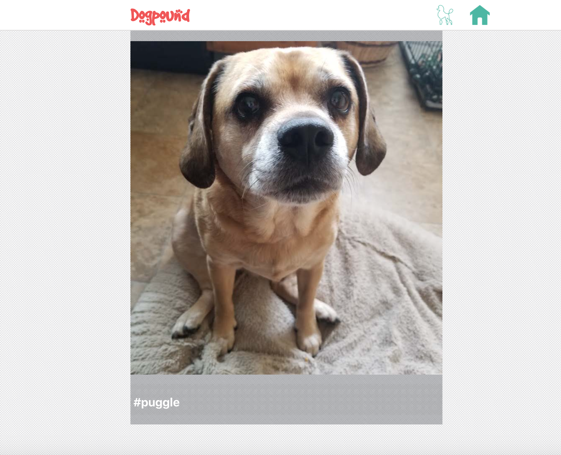 GitHub - RoKyleBrown/dogpound